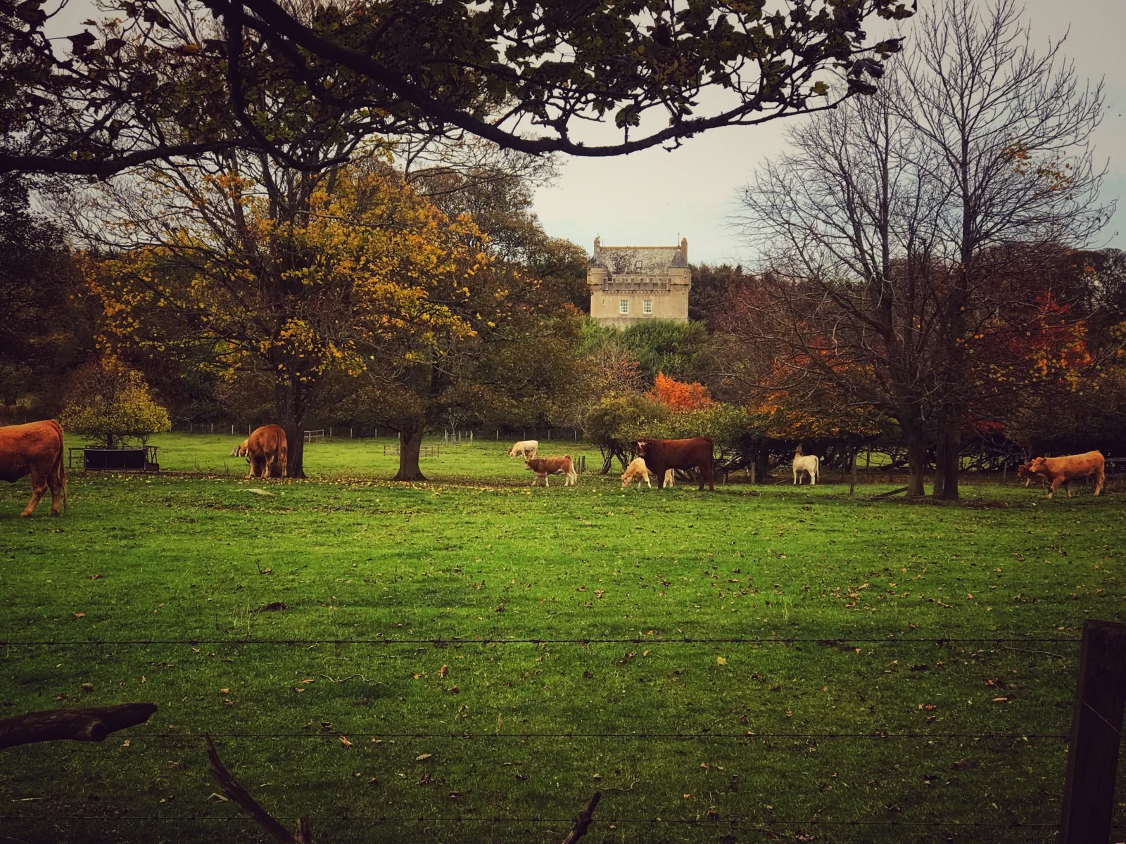 Let it Sloe: Sloe Berry Foraging for Sloe Gin Liqueur - The Aye Life