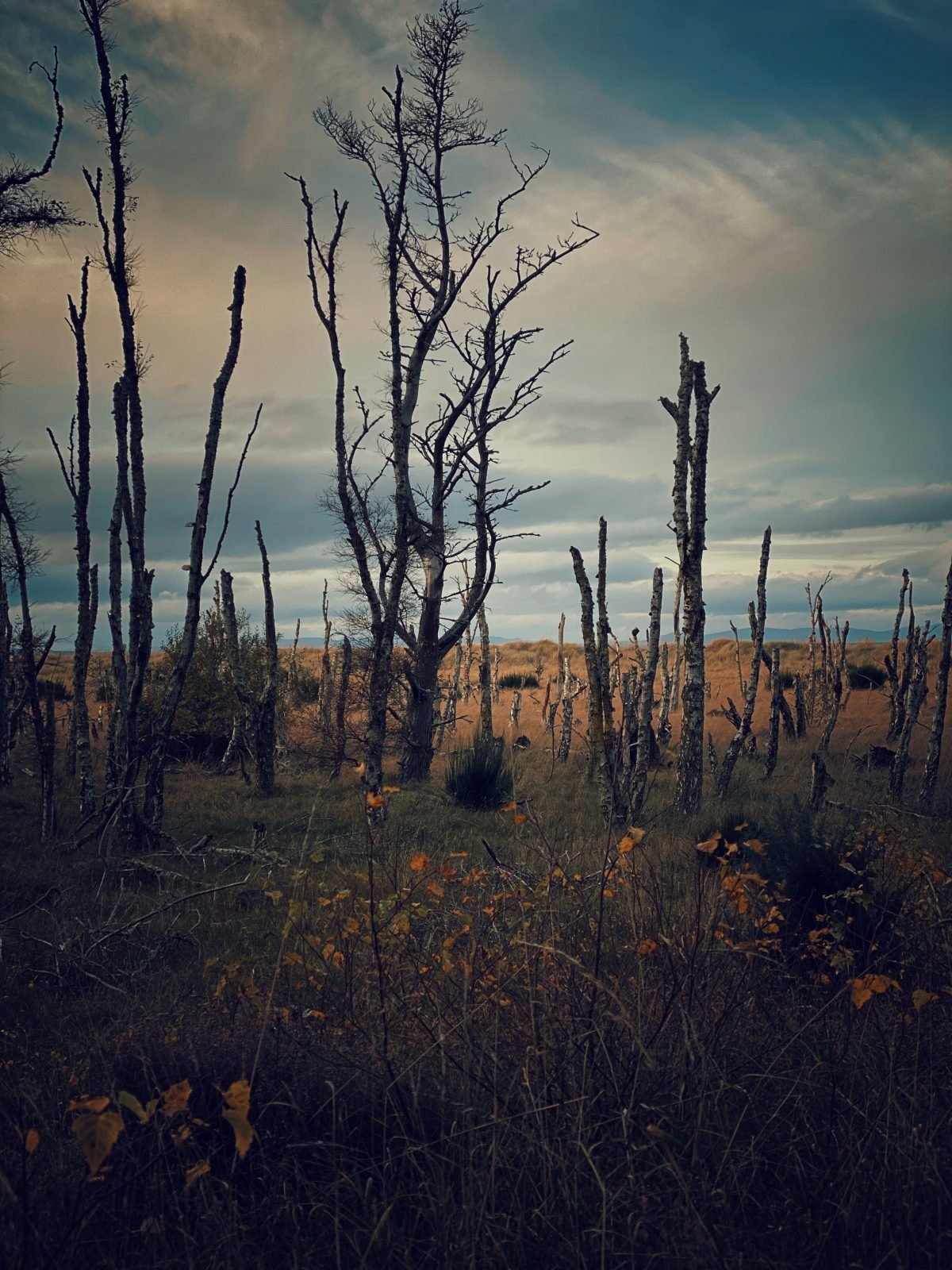 23 Things I Never Knew About Scotland's Forests: Culbin Forest with ...